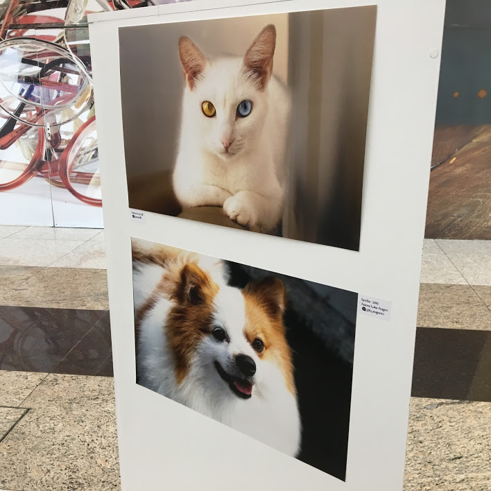 Shopping Botucatu recebe exposição de fotos de animais domésticos Shopping Botucatu recebe exposição de fotos de animais domésticos